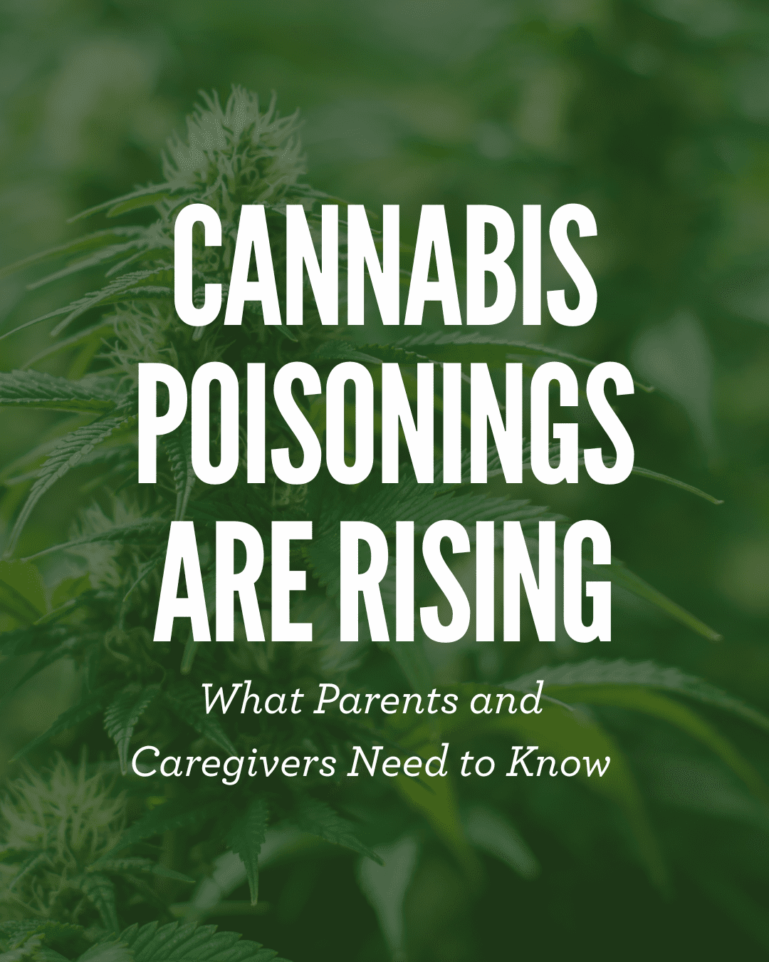 Cannabis Poisonings Are Rising – What Parents and Caregivers Need to ...